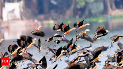 Himalayan Great Bird Count: 11th Himalayan Great Bird Count wraps up ...