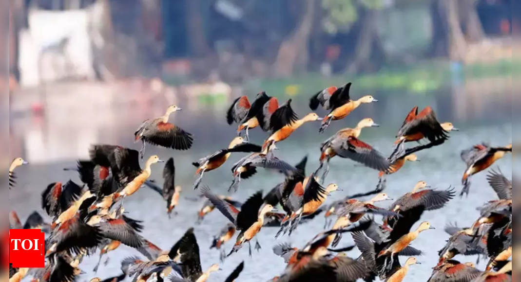 Himalayan Great Bird Count: 11th Himalayan Great Bird Count wraps up ...