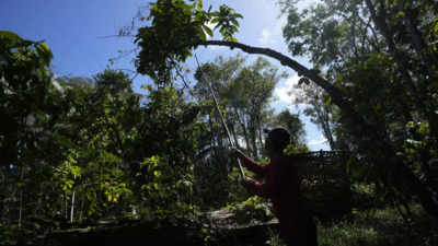 Steven Grattan: Brazil launches $204 million drive to restore Amazon ...