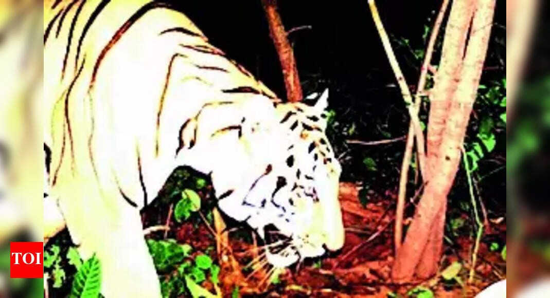 Maha Tiger Could Move Further Into Satkosia: Officials | Bhubaneswar ...