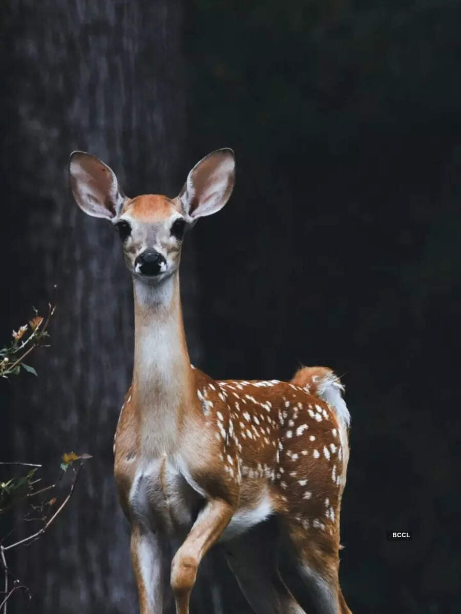From Kasturi to Barasingha, mesmerising deers found in India | Times of ...