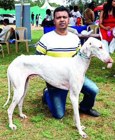 Indigenous Dog Breeds: Indigenous Dog Breeds Growing In Popularity ...