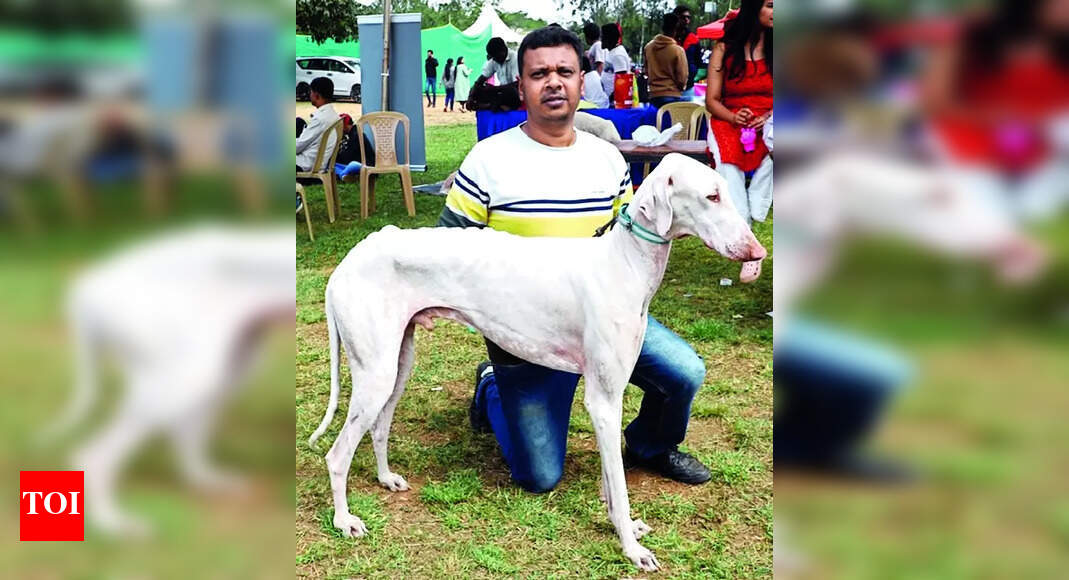 Indigenous Dog Breeds: Indigenous Dog Breeds Growing In Popularity ...