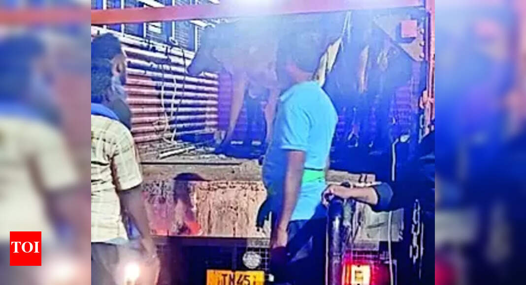 Stray Cattle: Stray cattle loitering at night to be caught too Trichy ...