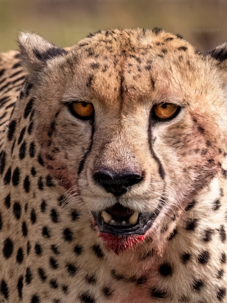 7 Of The Fastest Animals On Earth | Times Now