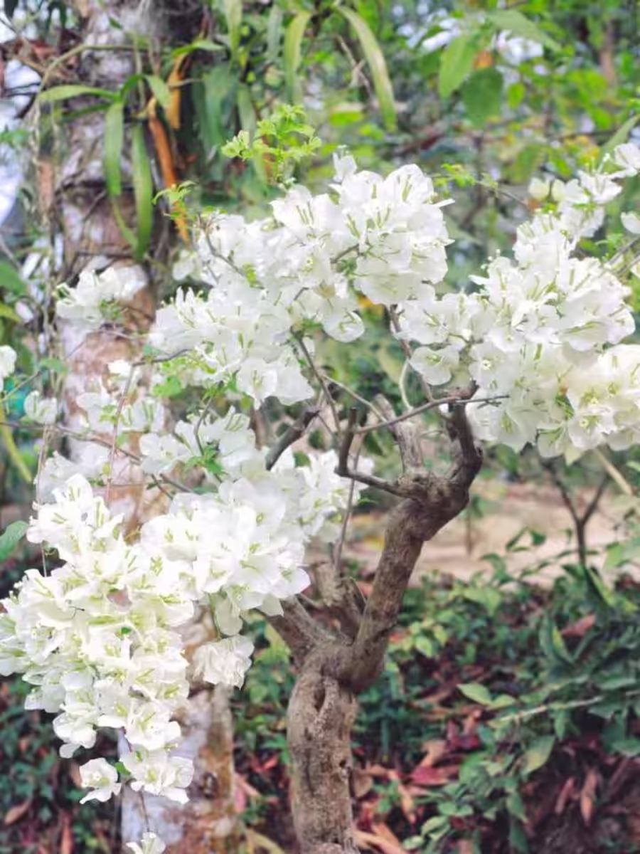 7 Unique Trees and Plants Found in India | Times Now