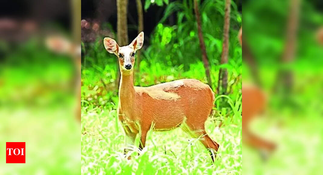 Chowsingha Population: With Help From Villagers, Chowsingha Population ...