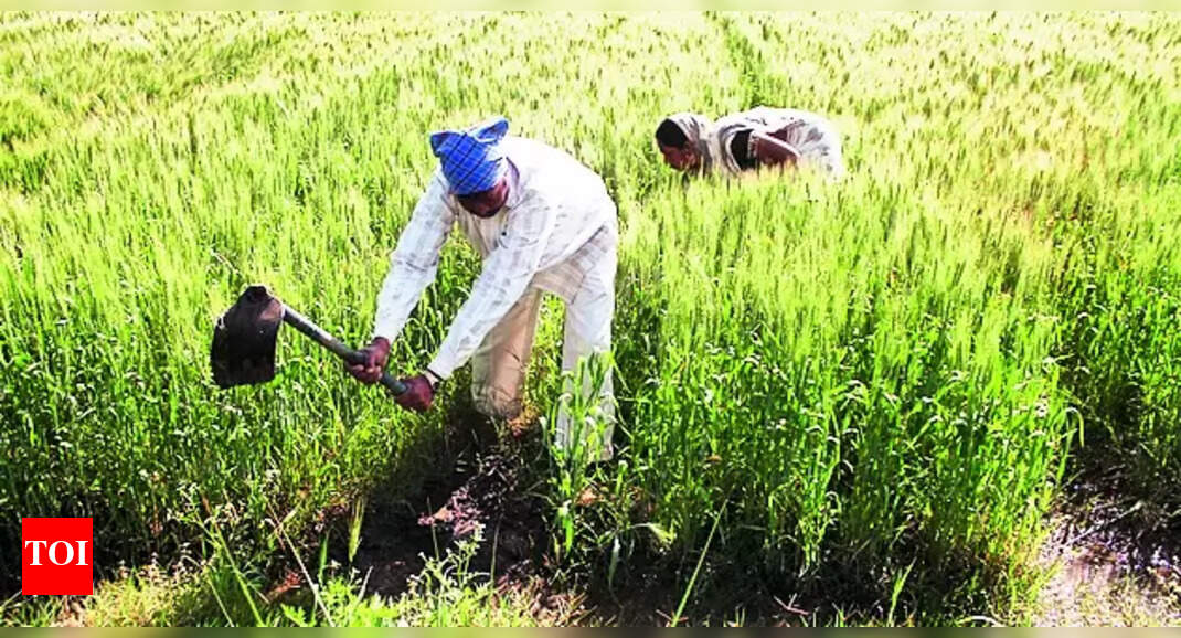 Rabi Crop Sowing: Rainfall leads to 20% rise in Rabi crop sowing in a ...