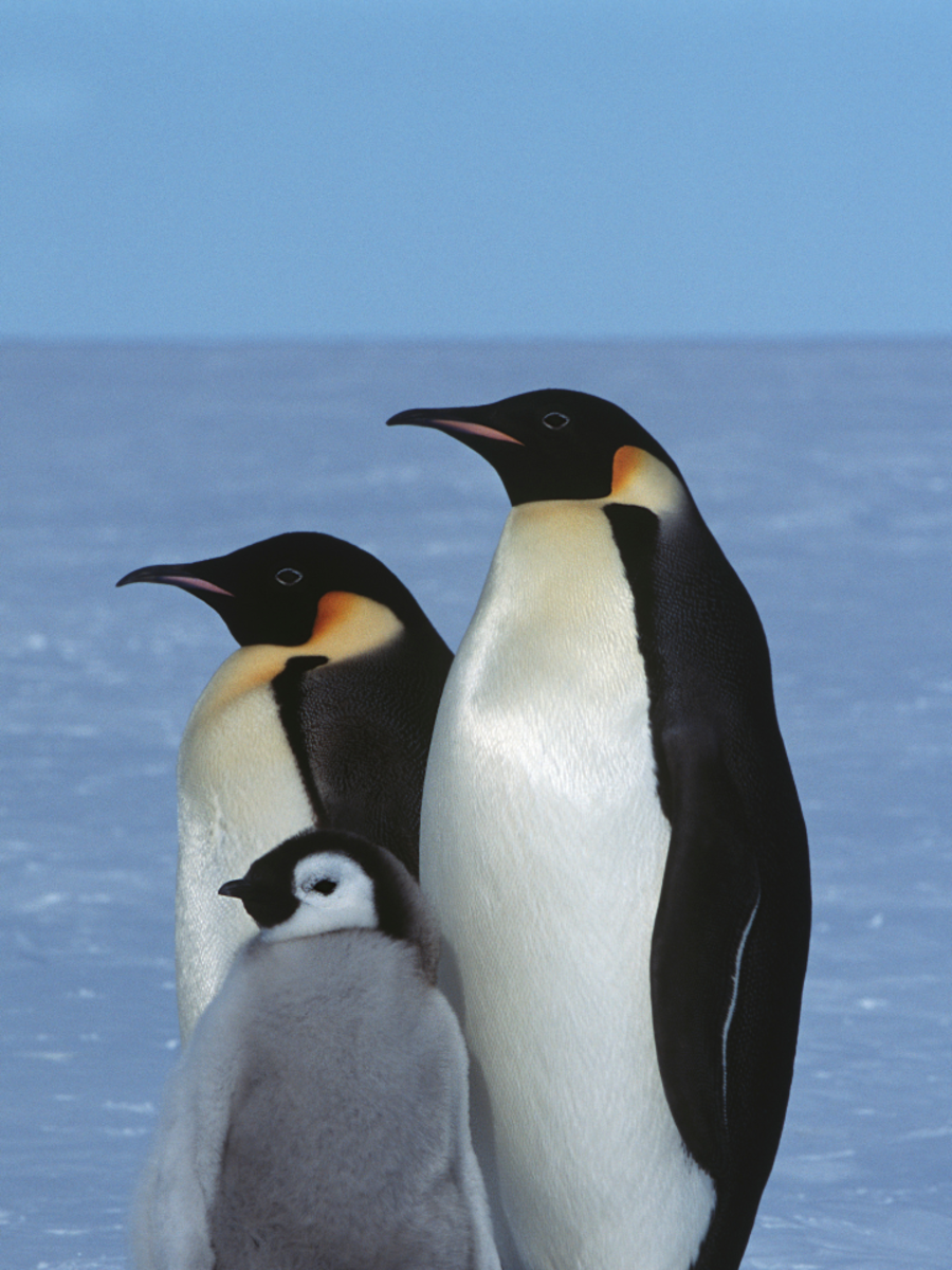 Penguins to Emus: 8 Birds That Cannot Fly | Times Now