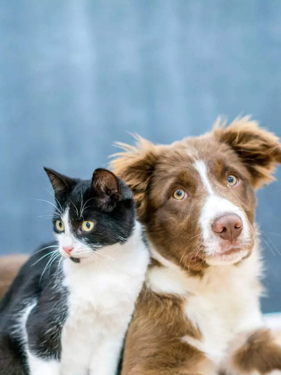 11 animals you can keep as pets if you live in an apartment | Times of ...