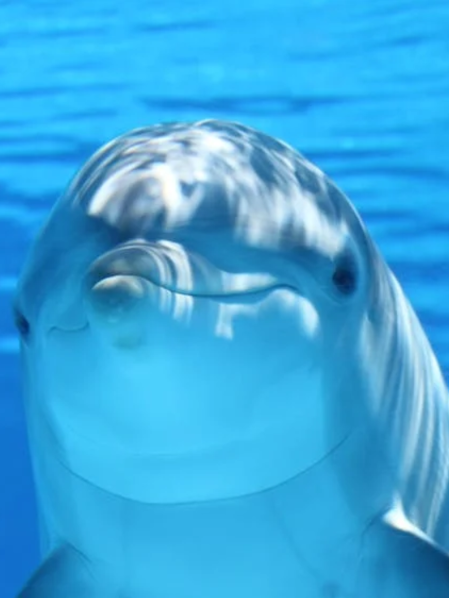 6 Weird and Dark Facts About Dolphins | Times Now