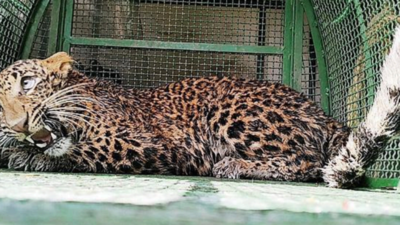 Navi Mumbai News: Leopard & prey in well for 6hrs, both live to purr ...