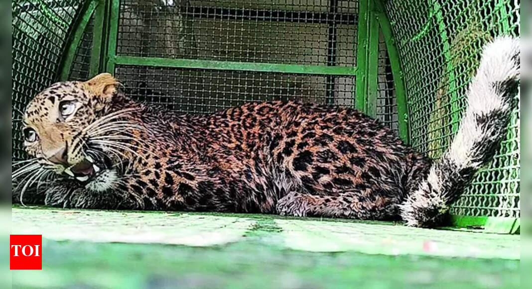 Leopard: Leopard & Prey Trapped in Well for 6 Hours, Both Rescued ...