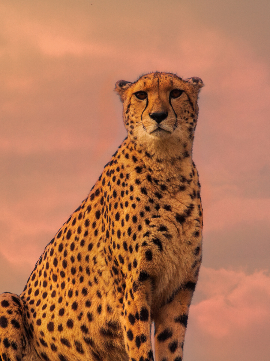 5 Fastest Animals of their Category | Times Now