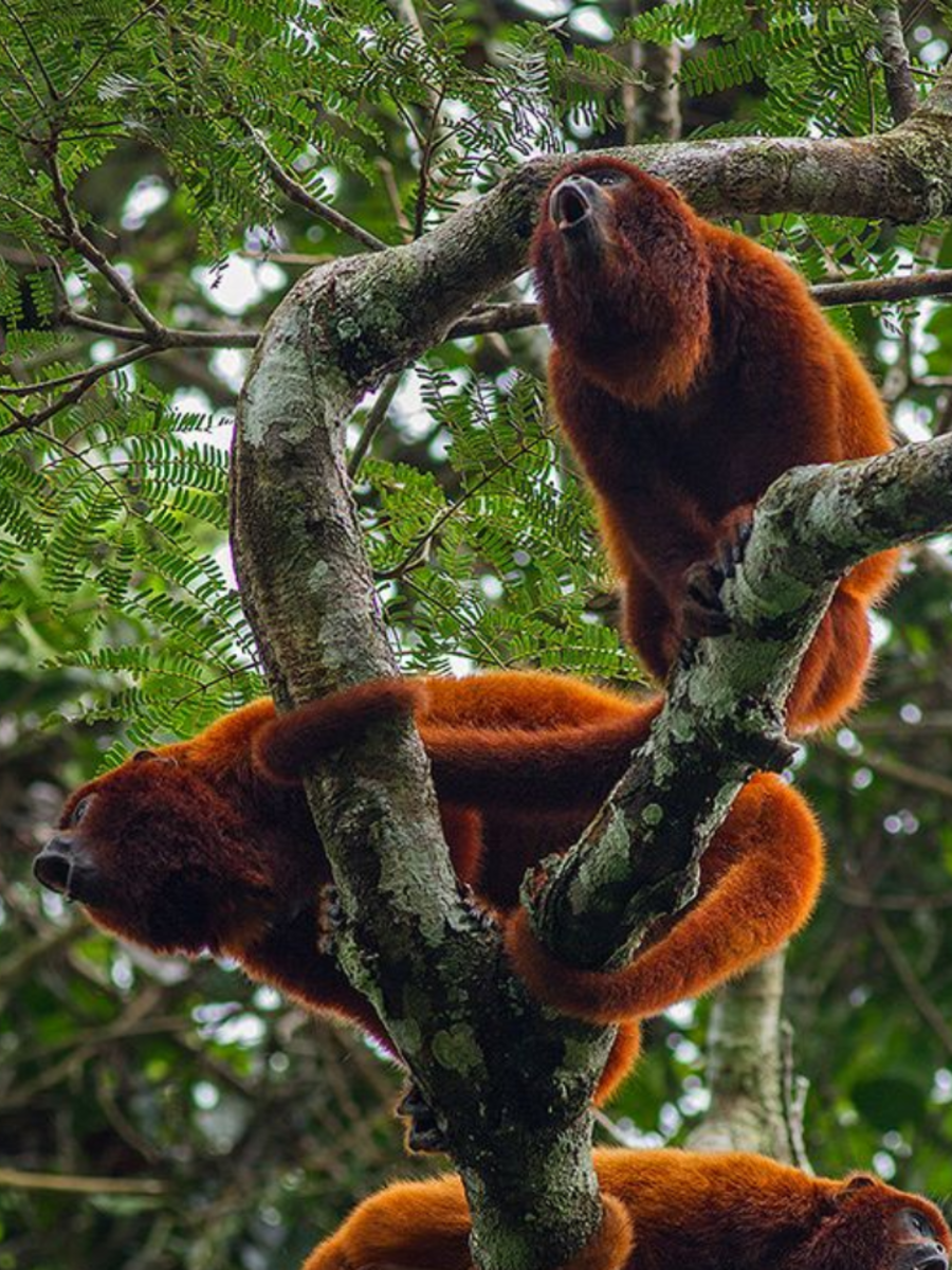 Top 5 Most Popular Types Of Monkeys In The World | Times Now