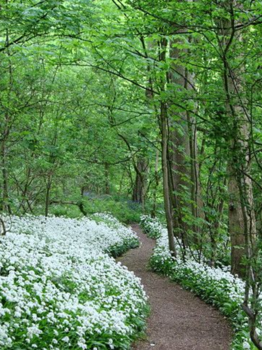 Beautiful Flowers That Looks Like Snow Flakes | Times Now