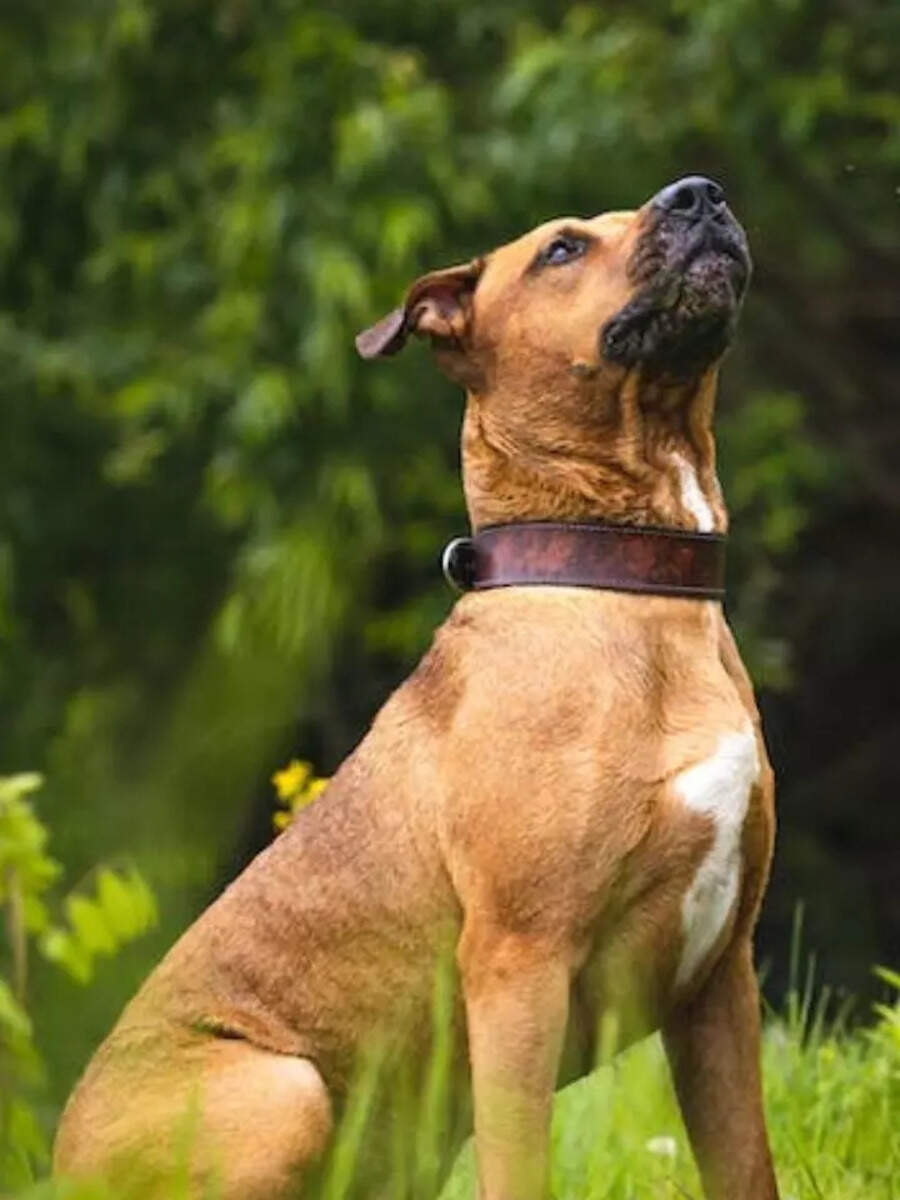 5 Creepy Facts About Dogs | Times Now