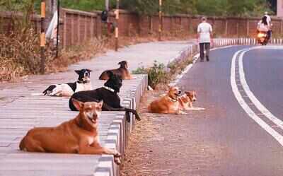 Goa’s hugely successful rabies control model set to be replicated in ...