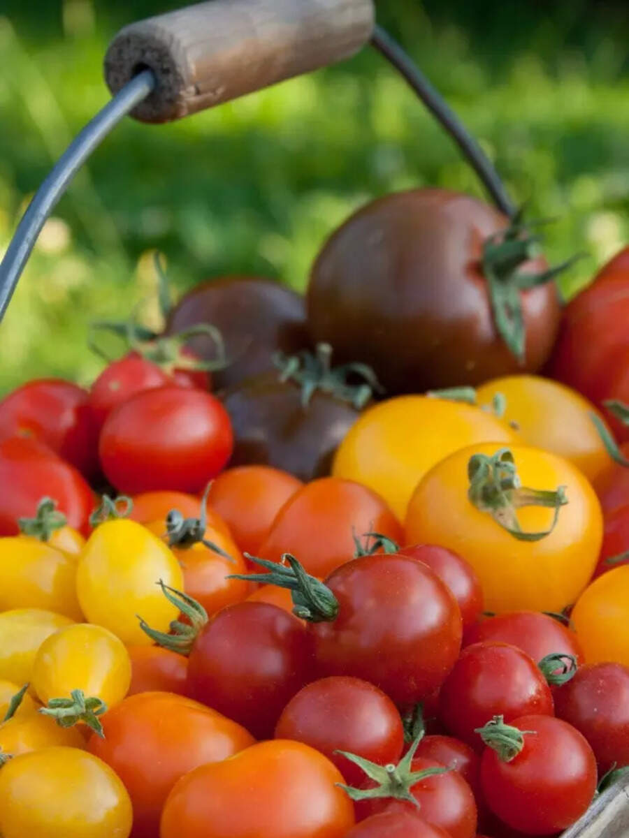 Tomatoes: 10 creative dishes one can make with tomatoes | Times of India