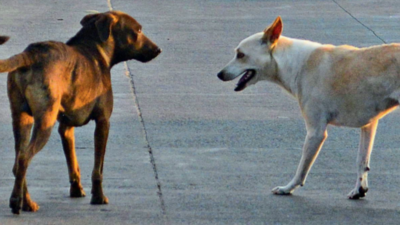 Stray dogs bite 20 people in Zirakpur, 5-year-old critical | Chandigarh ...