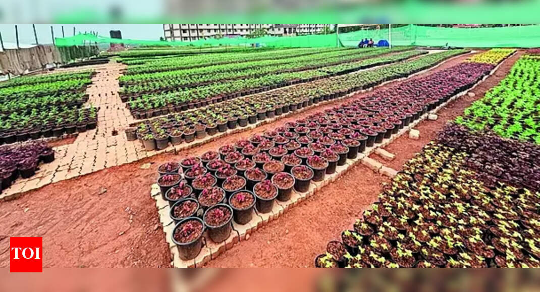 Alva'S Virasat: 2 lakh flowering plants will adorn Alva’s Virasat venue ...