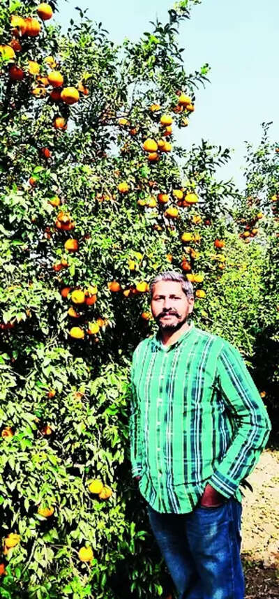 Kinnow Growers: Reviving Kinnow Industry: Model Farms and Scientific ...