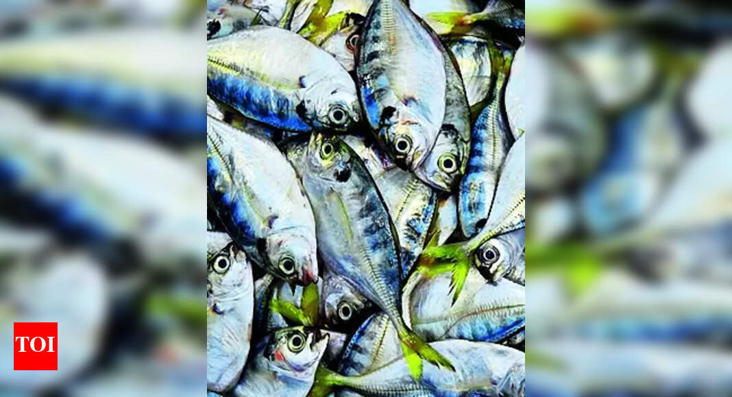 After Cyclone, Fish Arrivals Up At Kasimedu, Prices Down | Chennai News ...