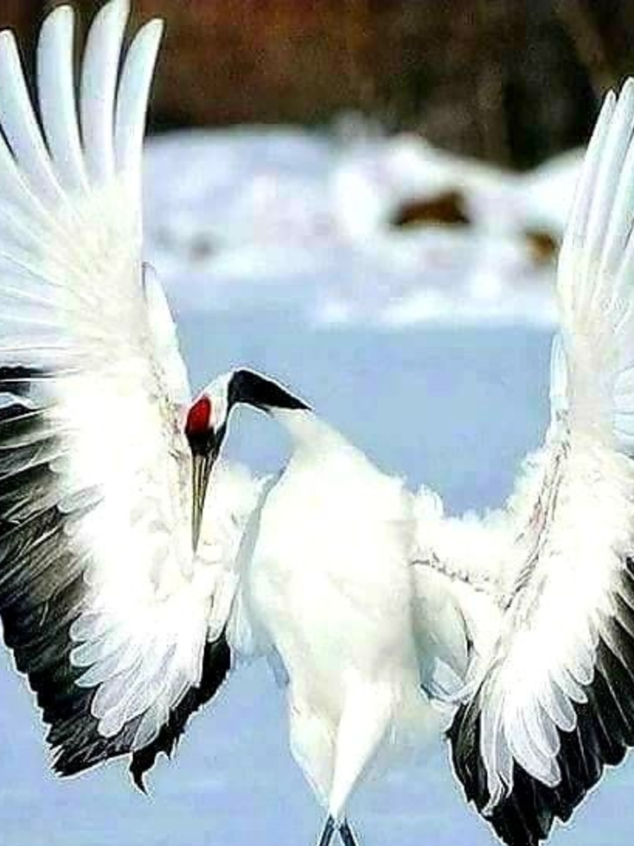 7 Largest Cranes In The World | Times Now