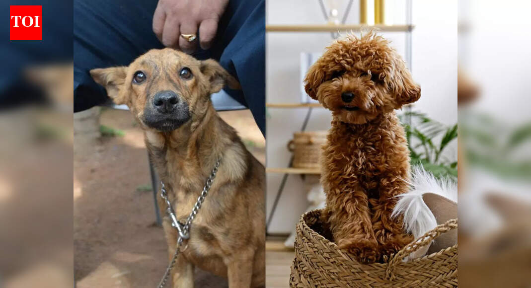 Here's how mutts and designer dogs are different