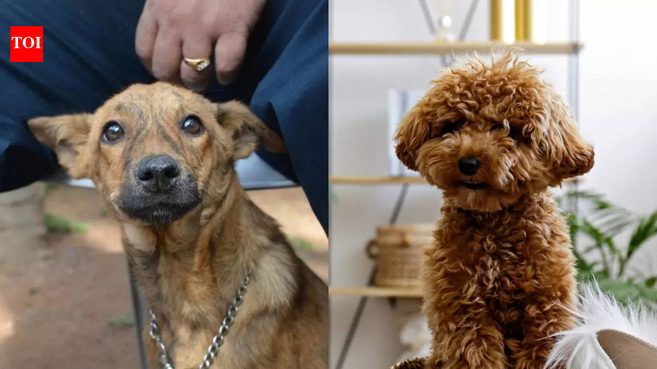 Here's how mutts and designer dogs are different
