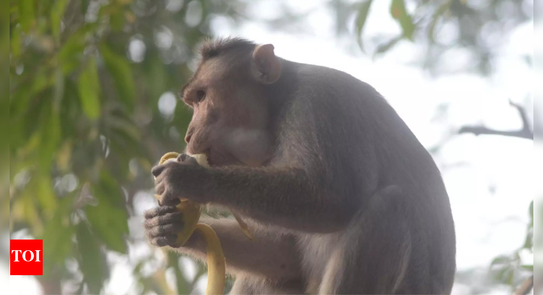 Chased by monkeys, 6 year old falls to death; 2nd death in 3 days ...