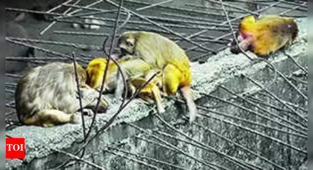 Chased by monkeys, 6yo falls off roof, dies; 2nd death in 3 days ...