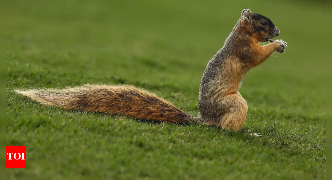 Japan zoo probes possible mass squirrel poisoning - Times of India