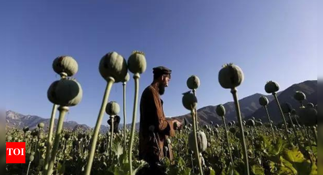 Myanmar is now world's largest source of opium, UN says - Times of India