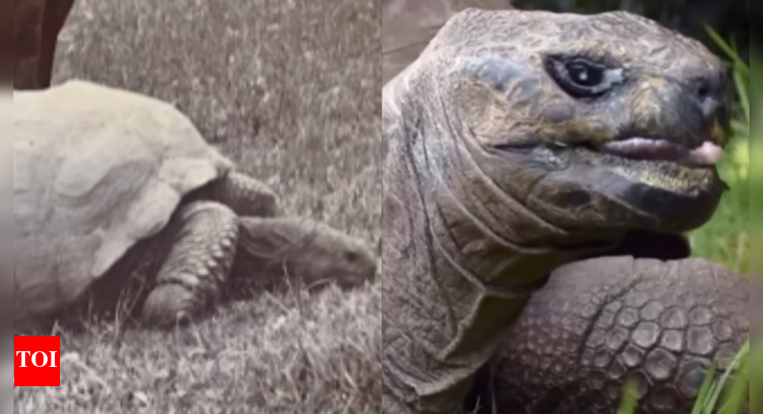 Jonathan, the oldest tortoise turns 191 years old - Times of India