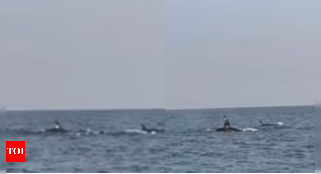 Watch: Orcas spotted in India’s West Coast - Times of India