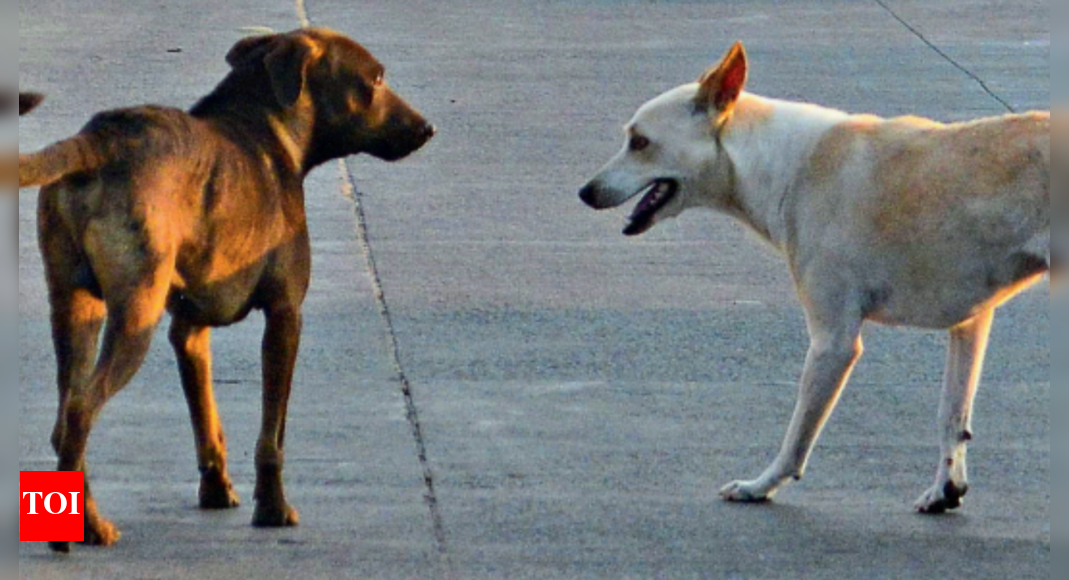 Stray dog menace comes to centre stage again in AP | Visakhapatnam News ...