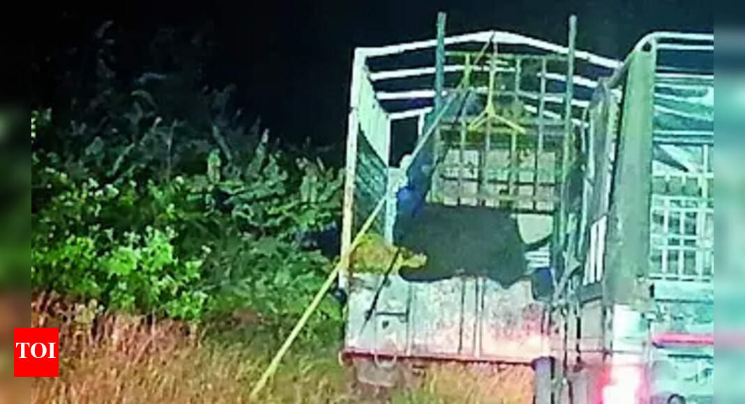 Sloth Bear: Sloth Bear Captured in Pandalur: News Update | Coimbatore ...