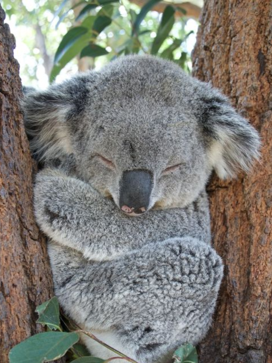 7 Animals That Sleep Nearly 20 Hours A Day | Times Now