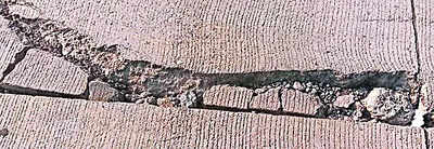 Saplings: Over 76k Saplings Replacing 25k Felled Trees ‘not Visible ...