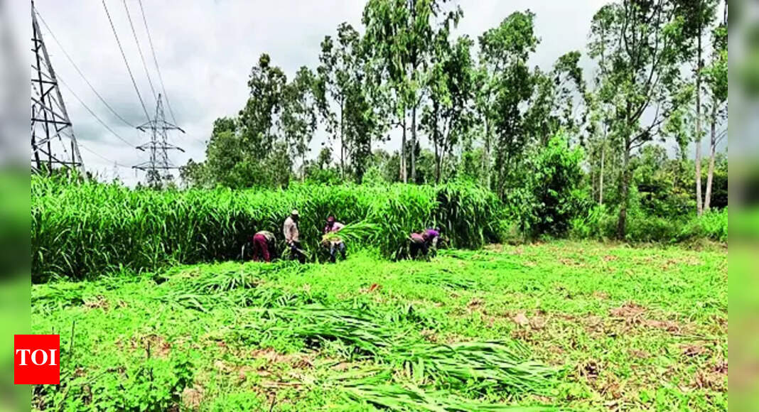 Mandya DC: Mandya DC Bans Fodder Export to Other Districts | Mysuru ...