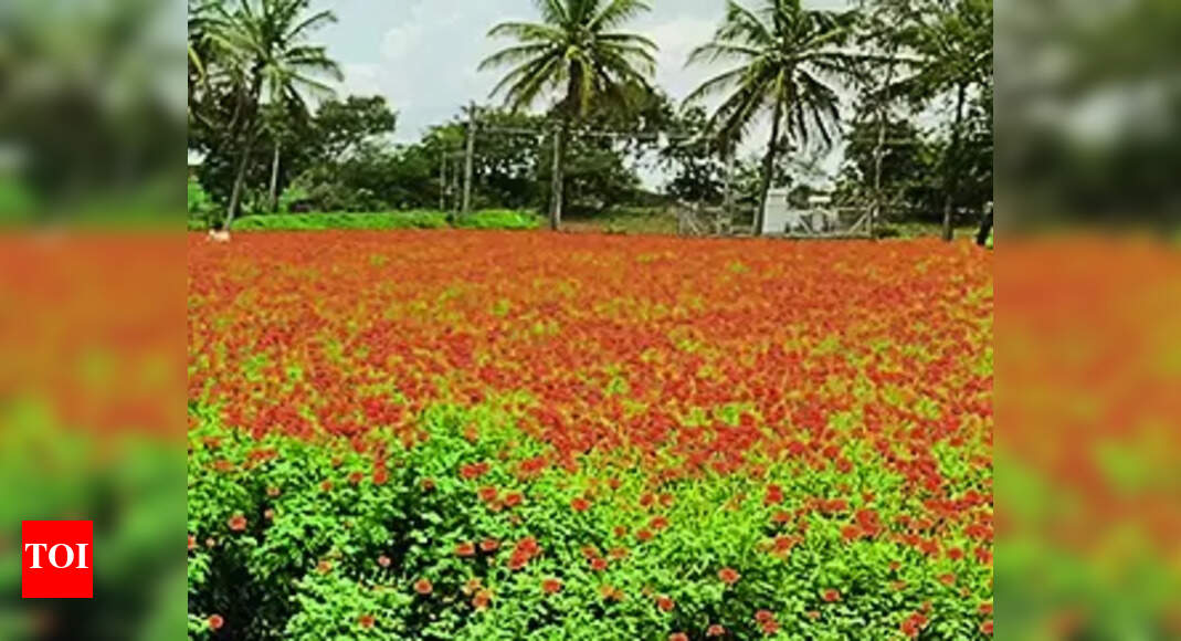 Floriculturists In Trouble As Prices Of Flowers Crash | Hubballi News ...