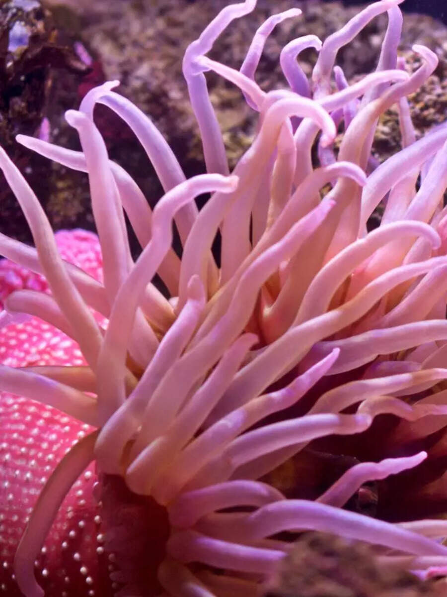 10 sea creatures that look like aliens | Times of India