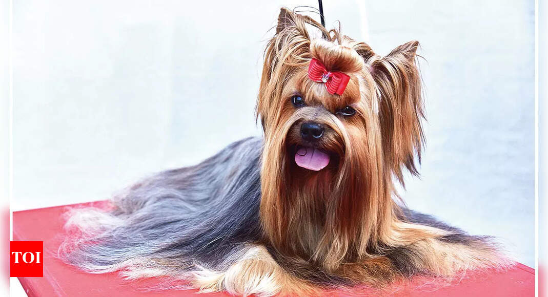 Paws and applause: It’s show time for these rare breeds of dogs ...