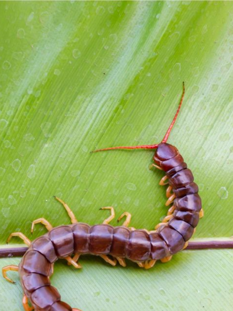 7 Insects That Eat Other Insects | Times Now