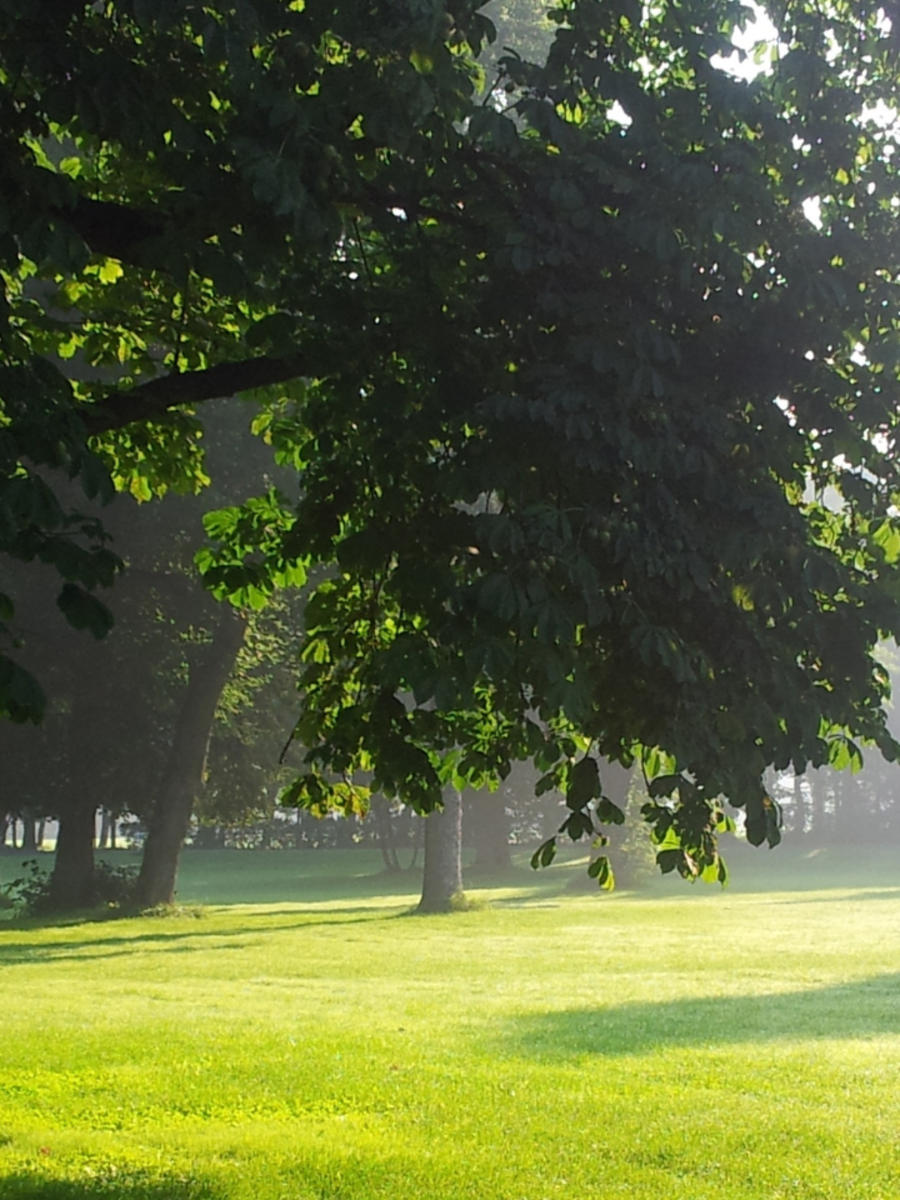 9 Beautiful Parks In Chennai That You Should Visit | Times Now