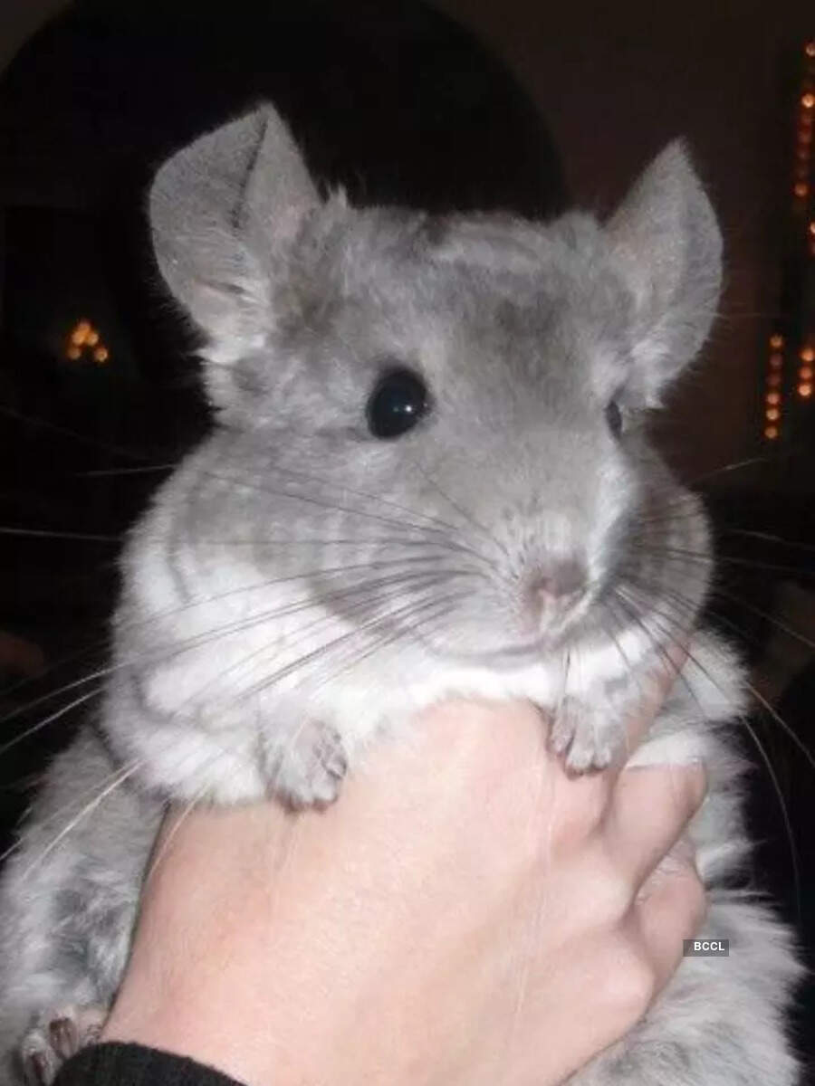 10 most popular unusual pets around the world | Times of India