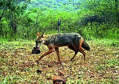 Phase-2 Of Wild Animal Study Afoot In Kappatagudda | Hubballi News ...