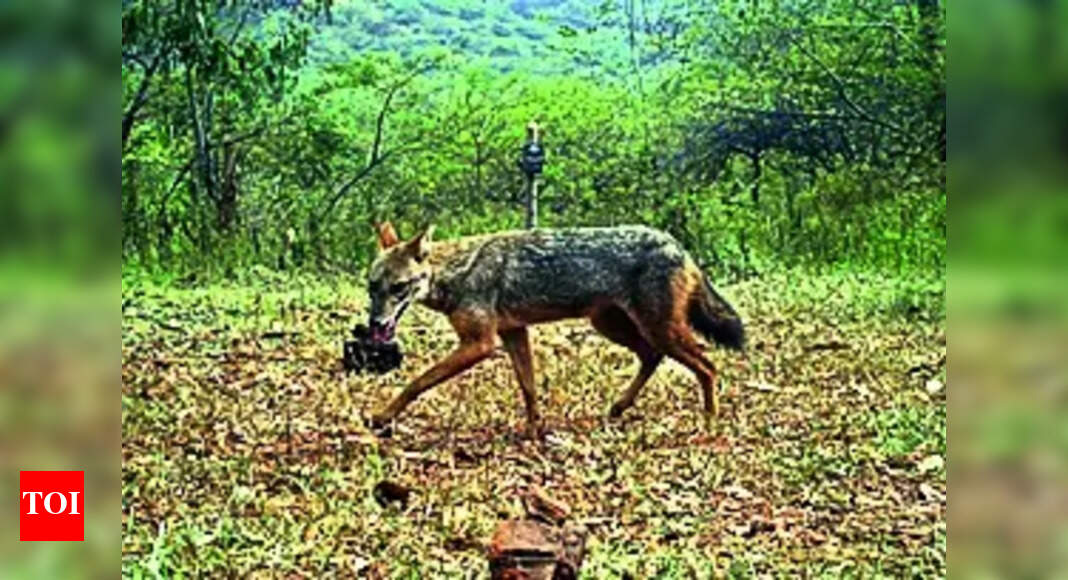 Phase-2 Of Wild Animal Study Afoot In Kappatagudda | Hubballi News ...