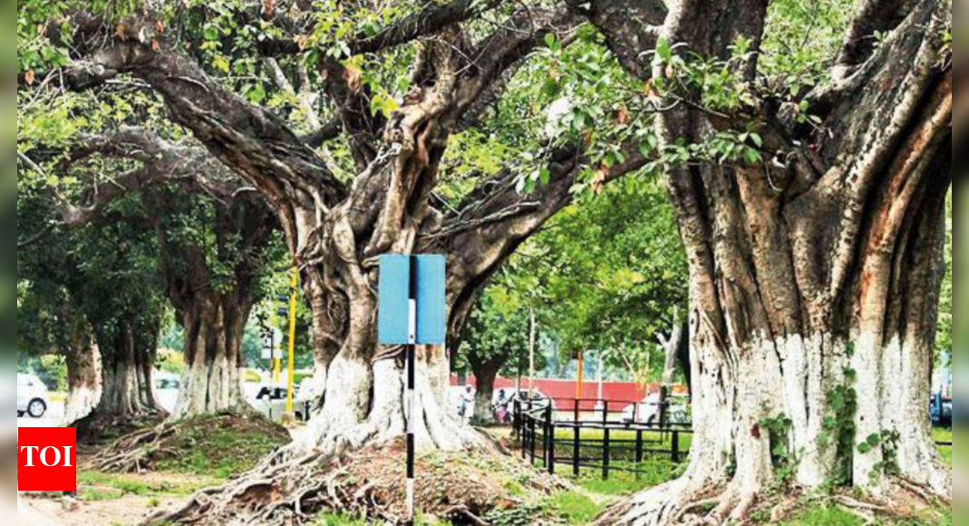 UT, MC officials to come up with tree map of Chandigarh | Chandigarh ...